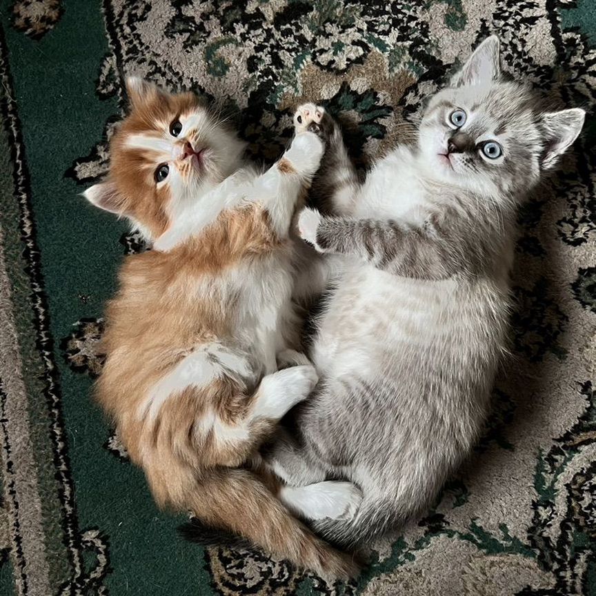 Отдам котят в добрык руки