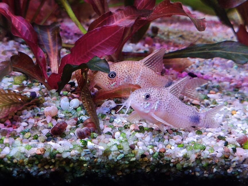 Коридорас Каудимакулатус