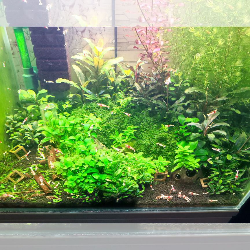 Аквариумные растения анубиасы и буцефаландры