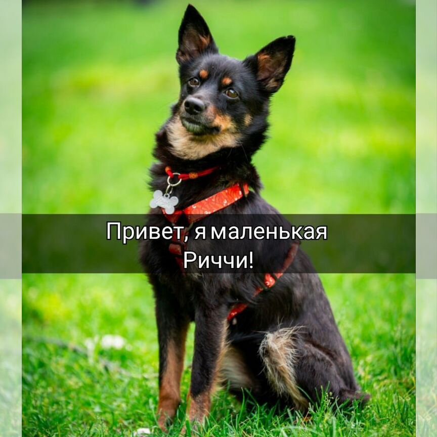 Риччи ищет дом