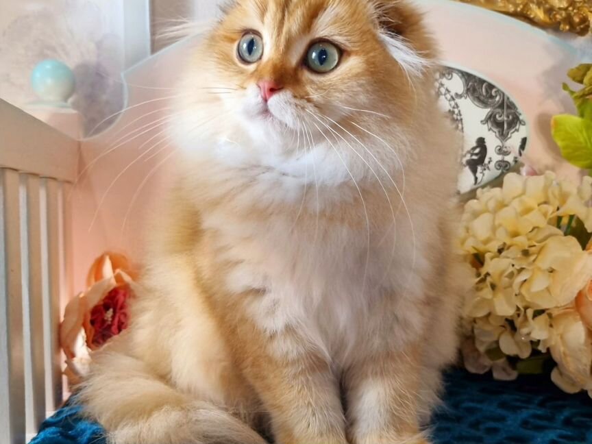 Золотая шиншилла, ny11