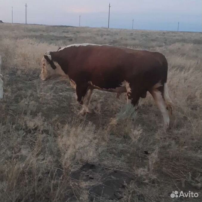Быки на племя
