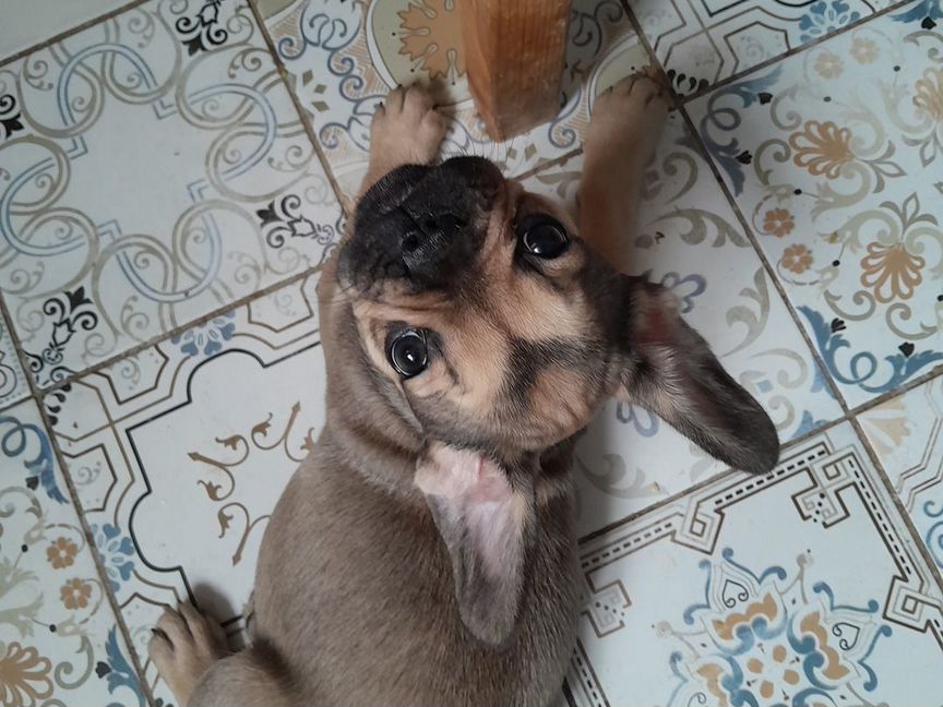 Французский бульдог щенки девочка