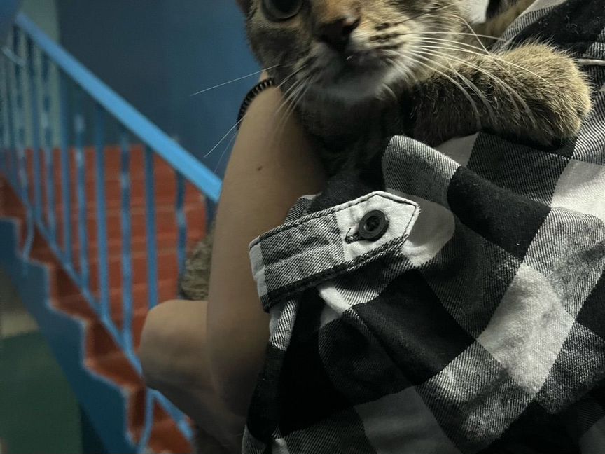 Котенок в добрые руки