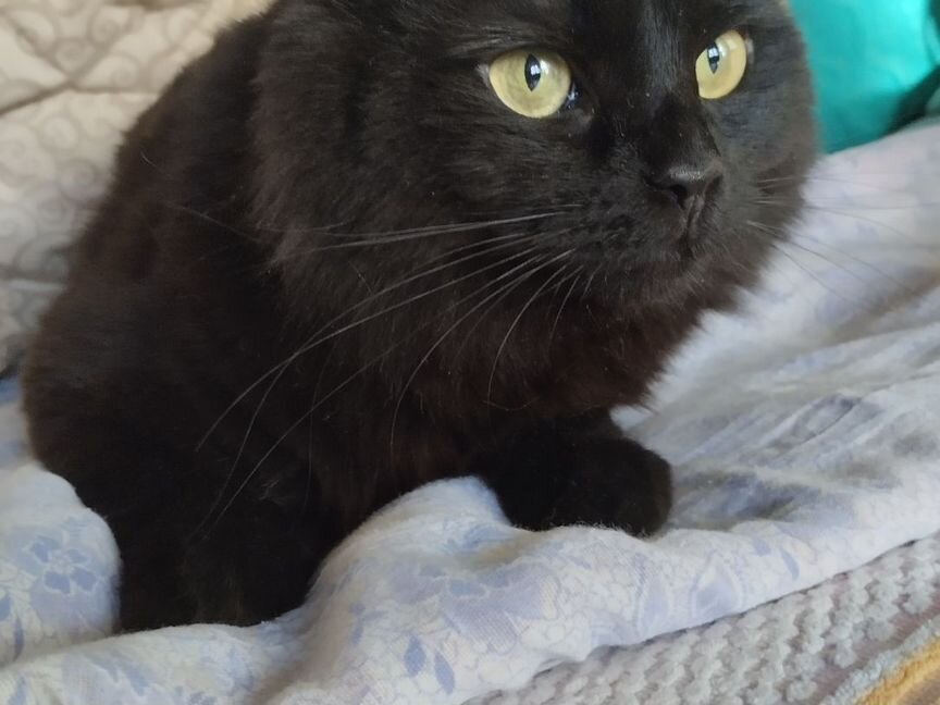 Кошка стерилизованная с домиком, лотками