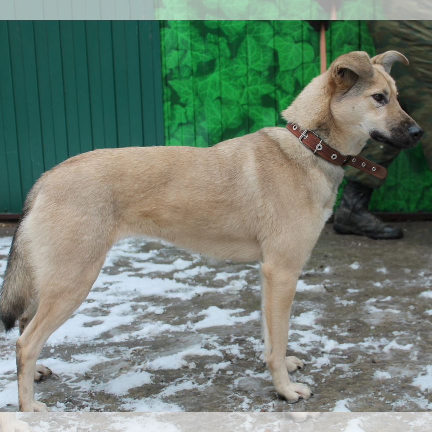 Взрослая собака в добрые руки