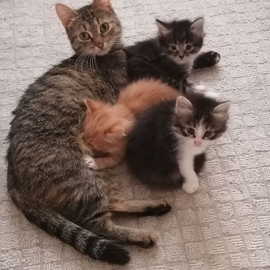 Котёнок от частного владельца