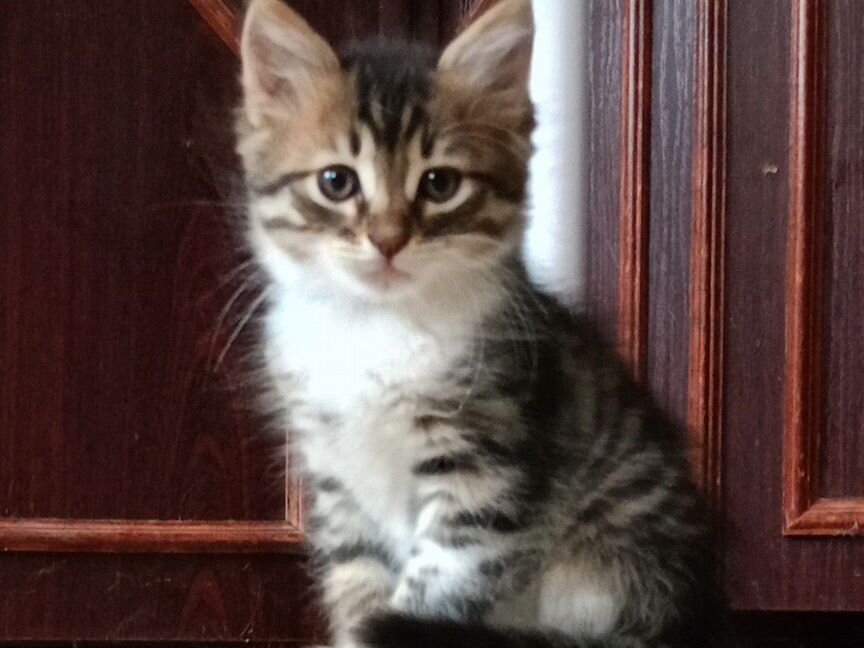 Кошки в добрые руки бесплатно