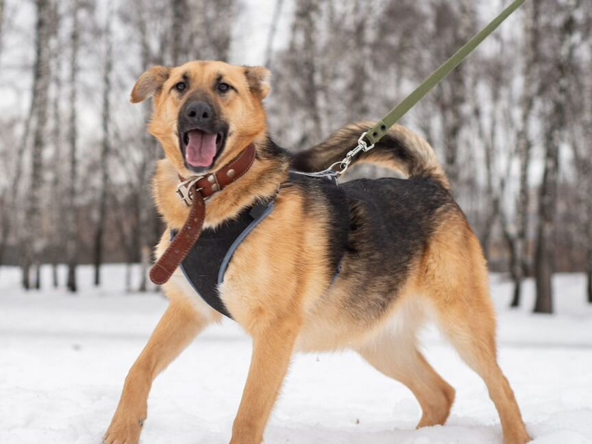 Собака в добрые руки