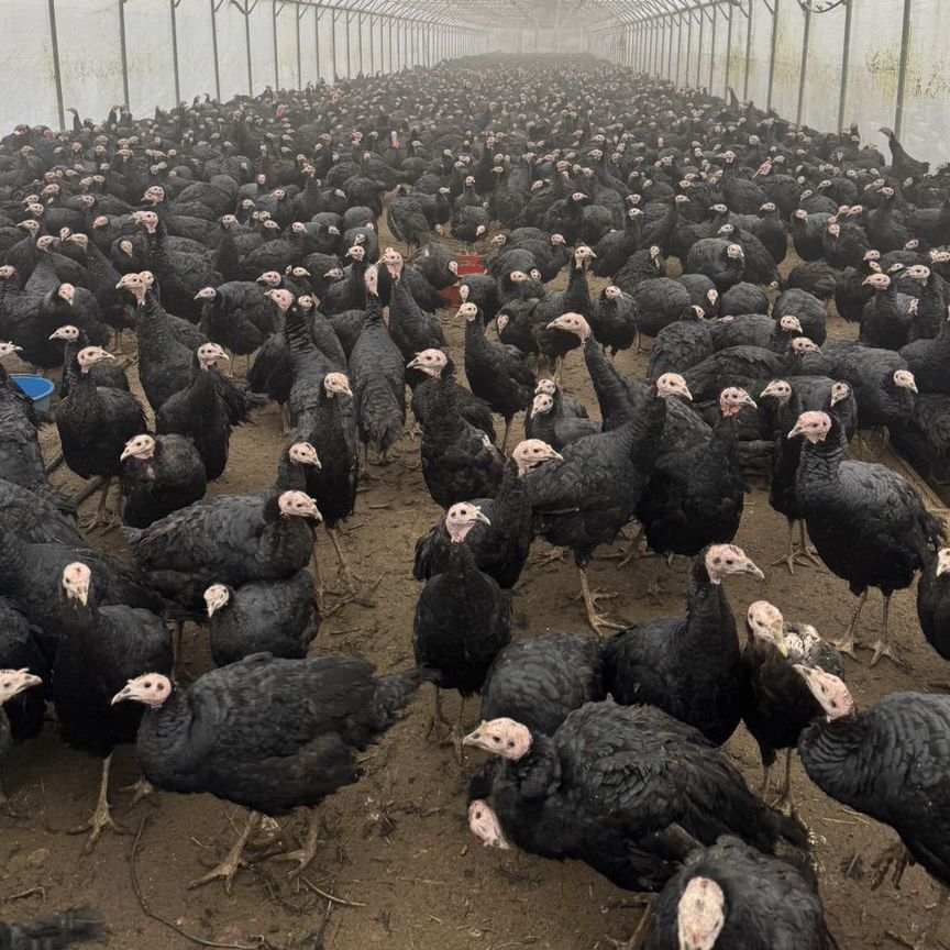 Индюки степные