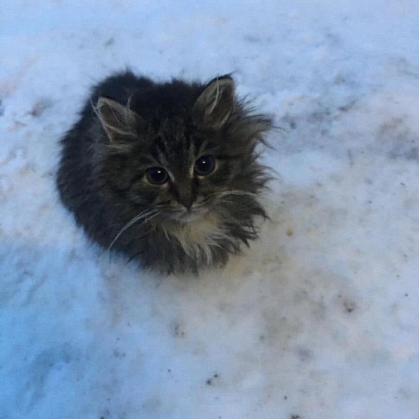 Котенок в добрые руки SOS