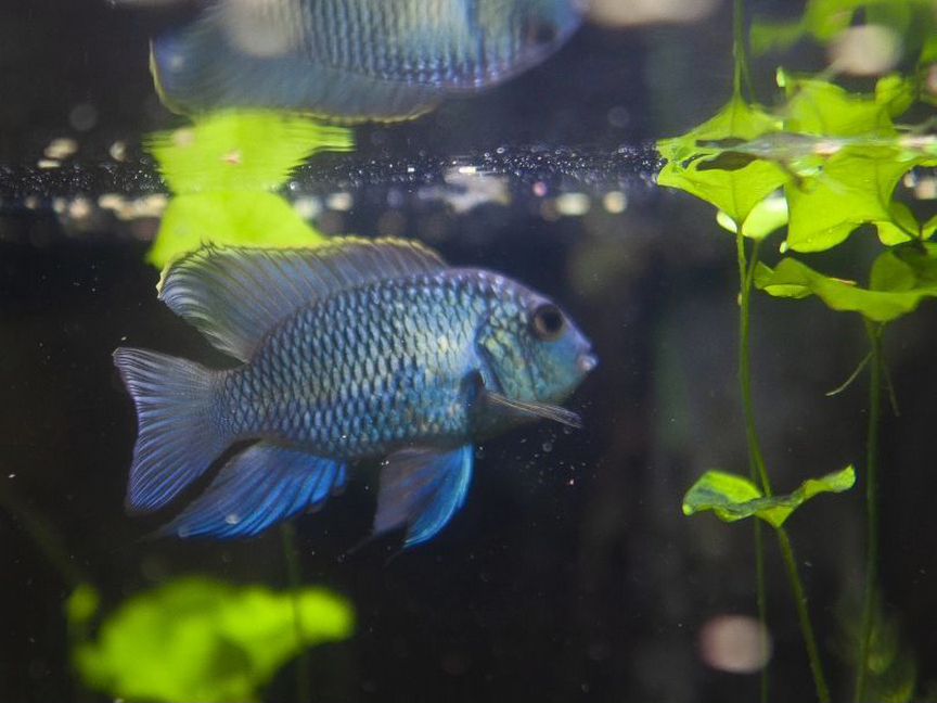 Наннакара электрик блю