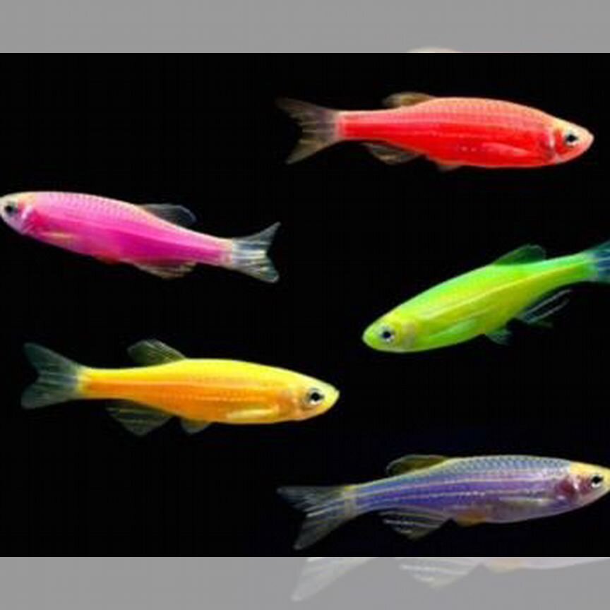 Рыба данио гло