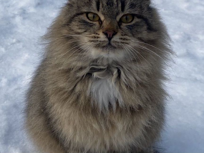 Сибирская кошка бесплатно