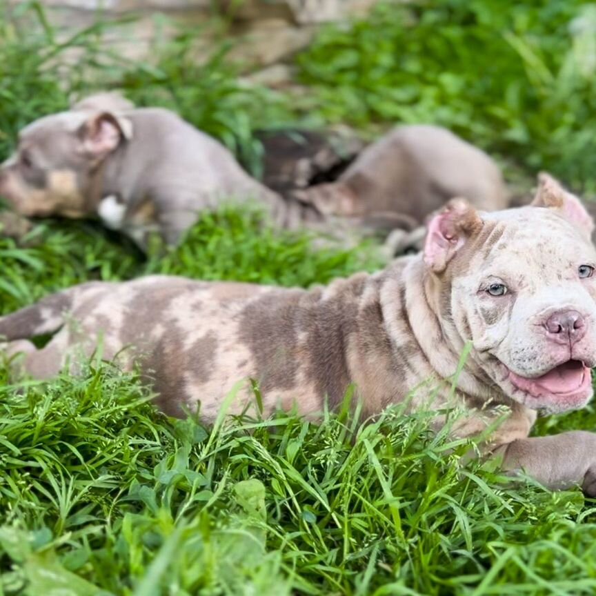 Американский були покет