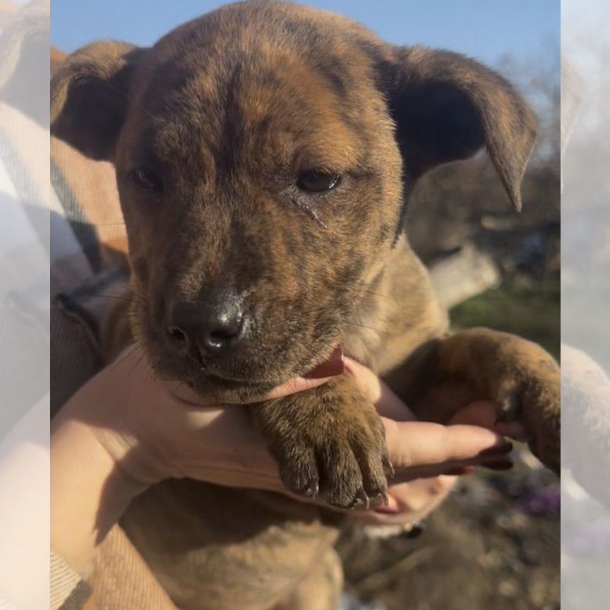 Американский стаффордширский терьер, щенок