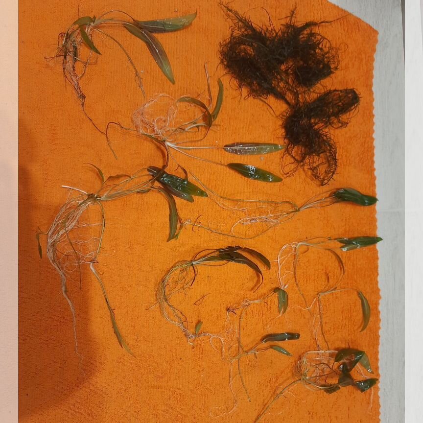 Криптокорина и мох, прополка