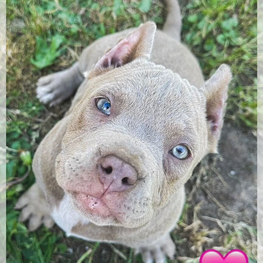 Девочка американского булли