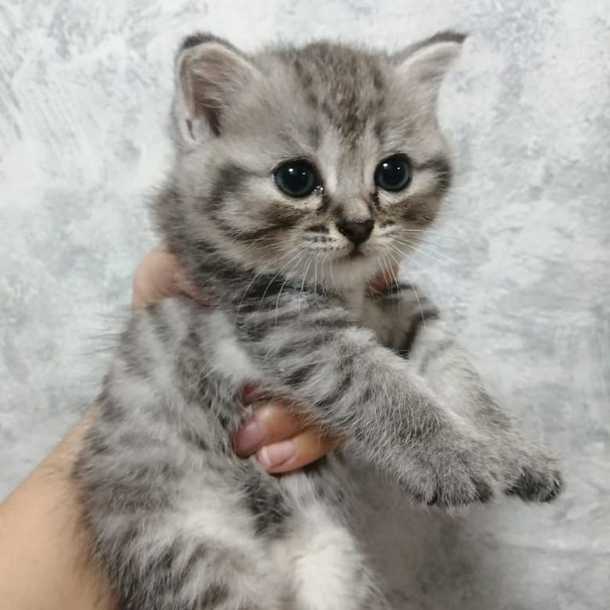 Британский котёнок