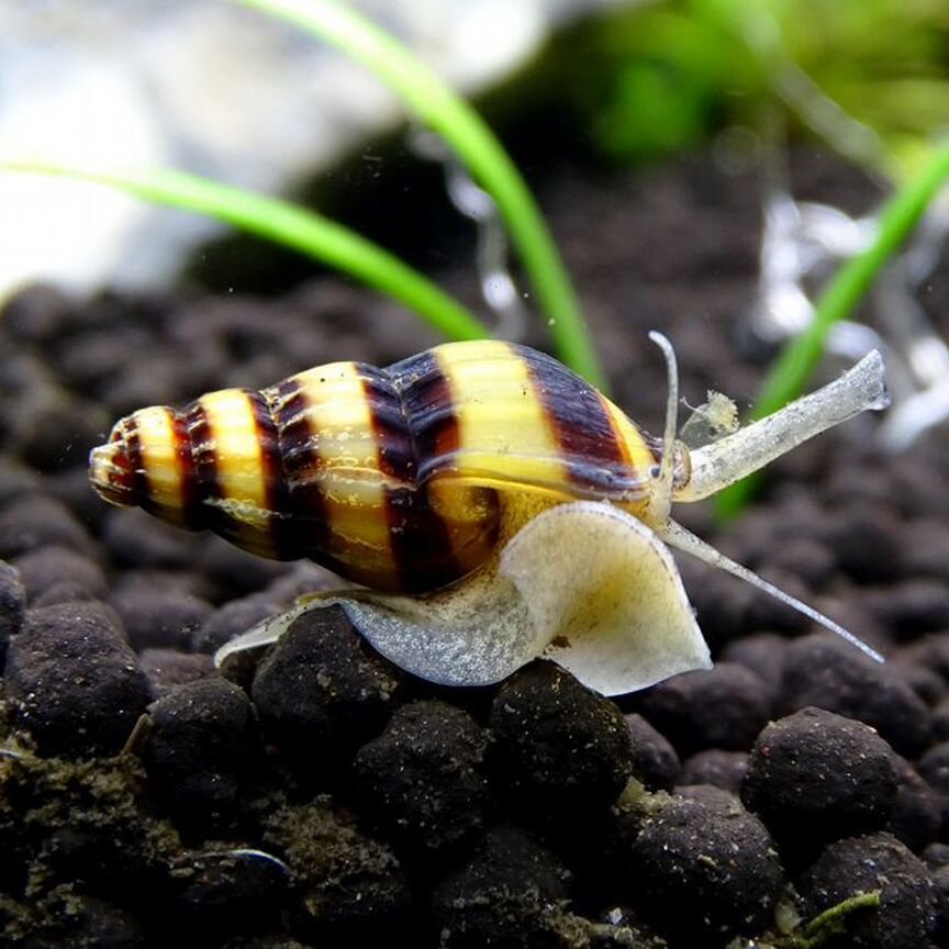 Улитка хелена для аквариума