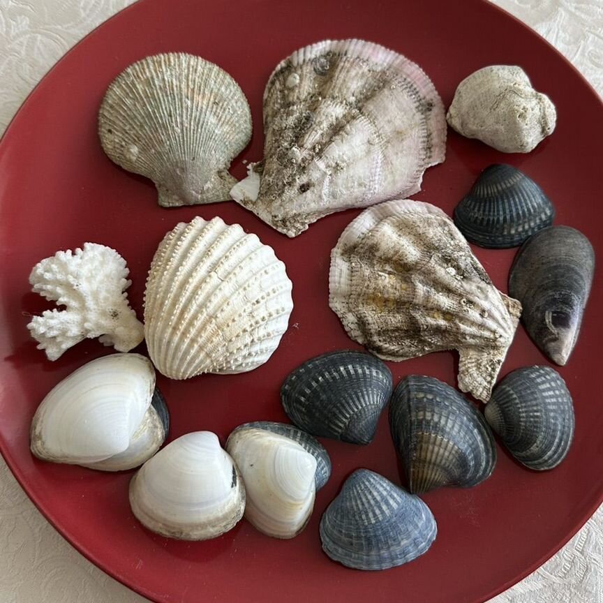 Ракушки морские