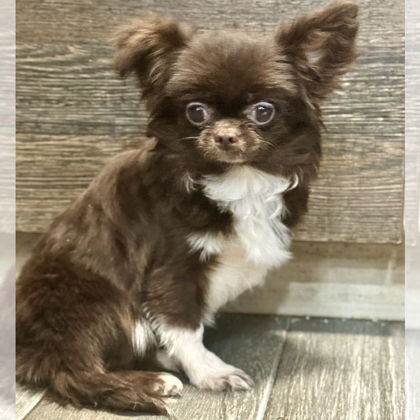 Чихуахуа, щенок