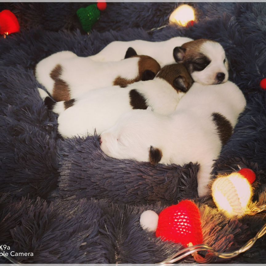 Щенки Джек рассел терьер с документами