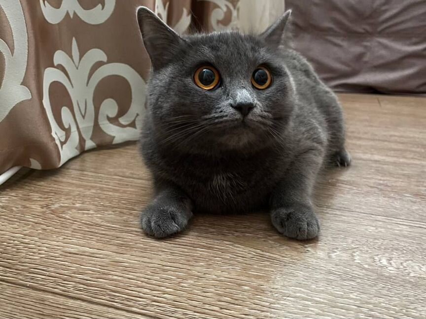 Кошка британка