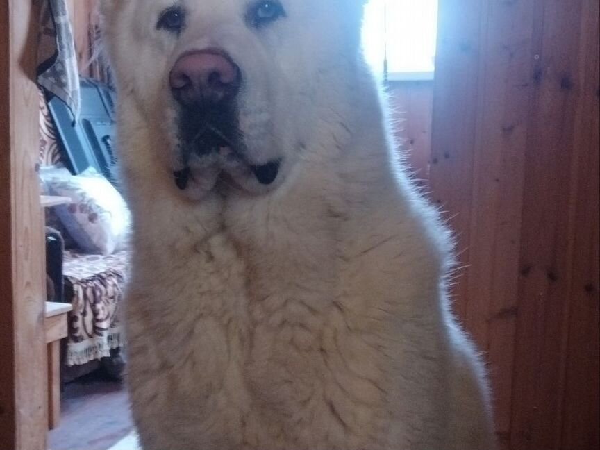 Среднеазиатская овчарка алабай вязка