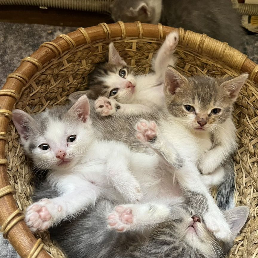 Котята в добрые руки