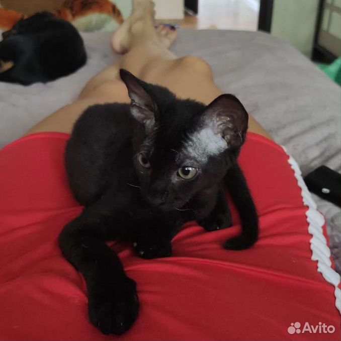 Донской сфинкс браш велюр