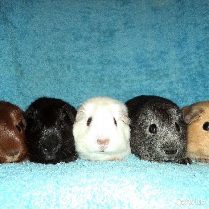 Морские свинки селфы, агути и другие