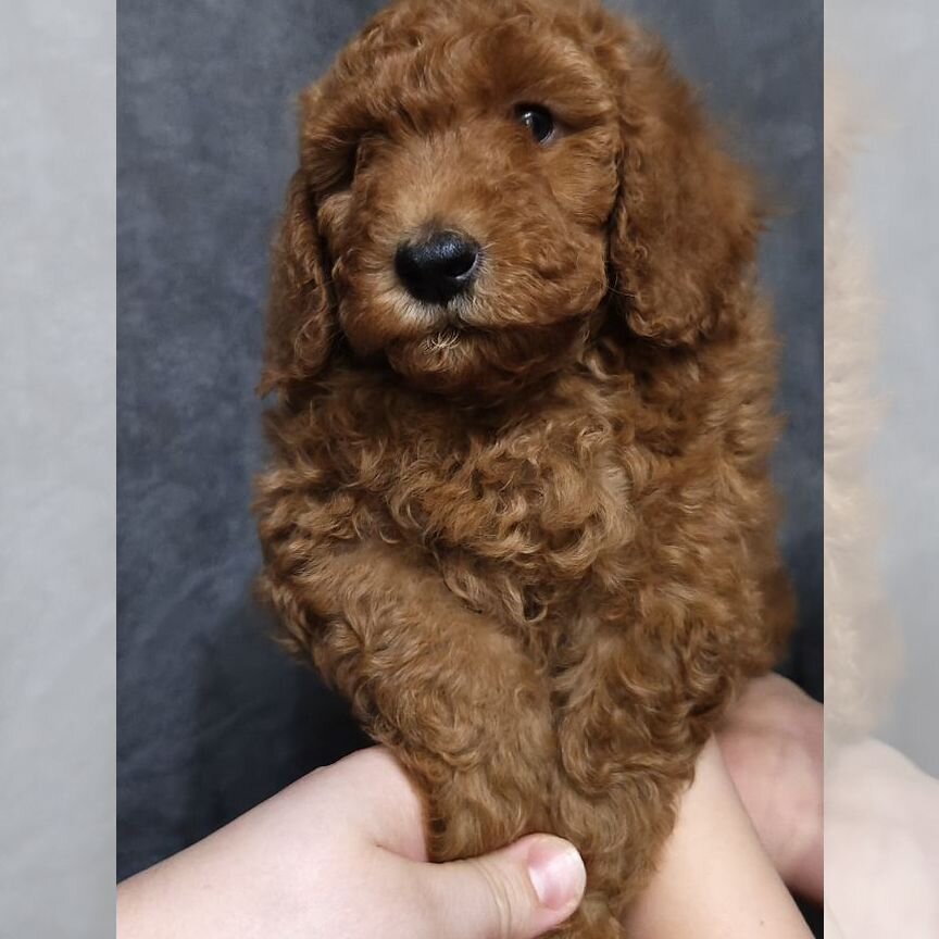 Пудель, щенок