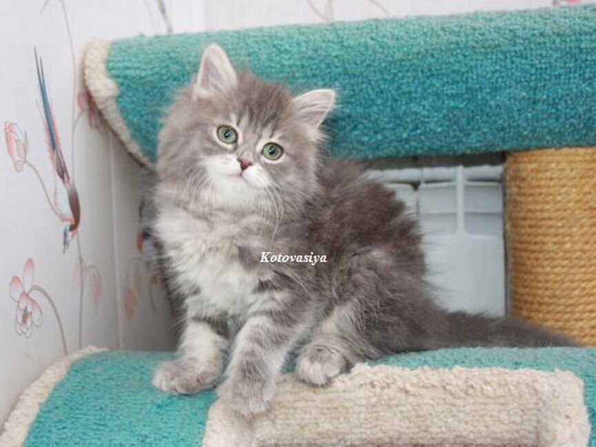 Голубая сибирячка