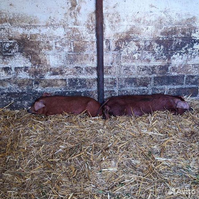 Продам поросят