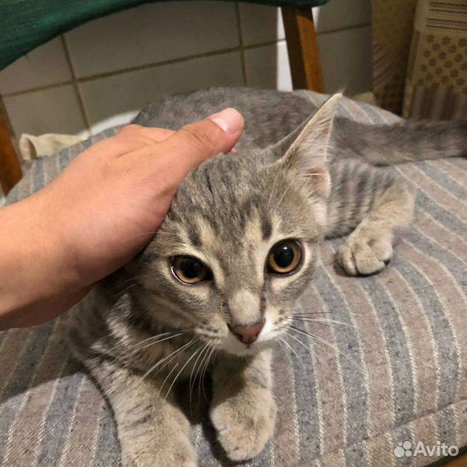 Кошка Муся Дамашный хорошие руки дам