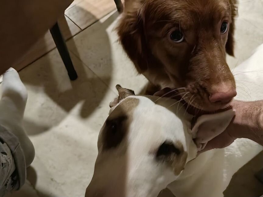 Новошотландский ретривер (тойлер)