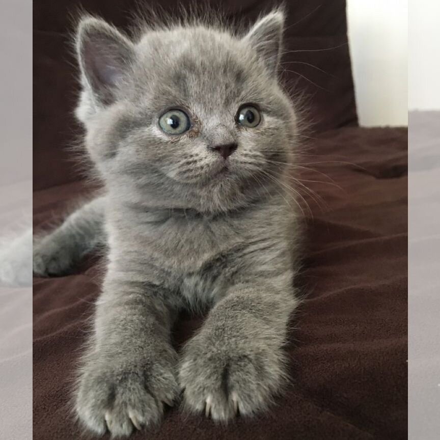 Британские котята