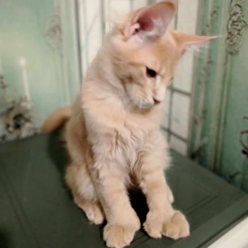 Котята мейн-кун