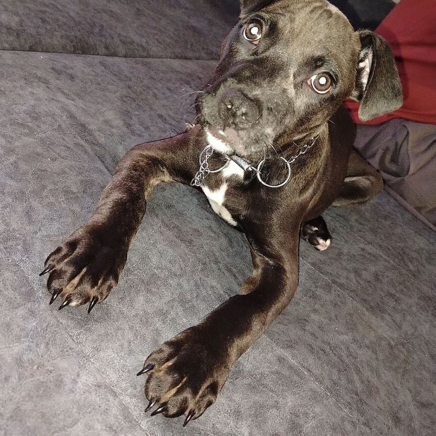 Щенок стаффа