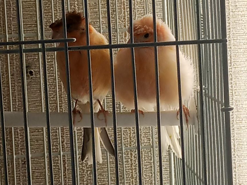 Канарейки и кенор