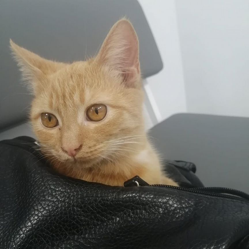 Кошечка котенок рыжая