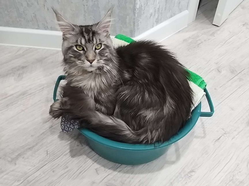 Кот мейн-кун вязка