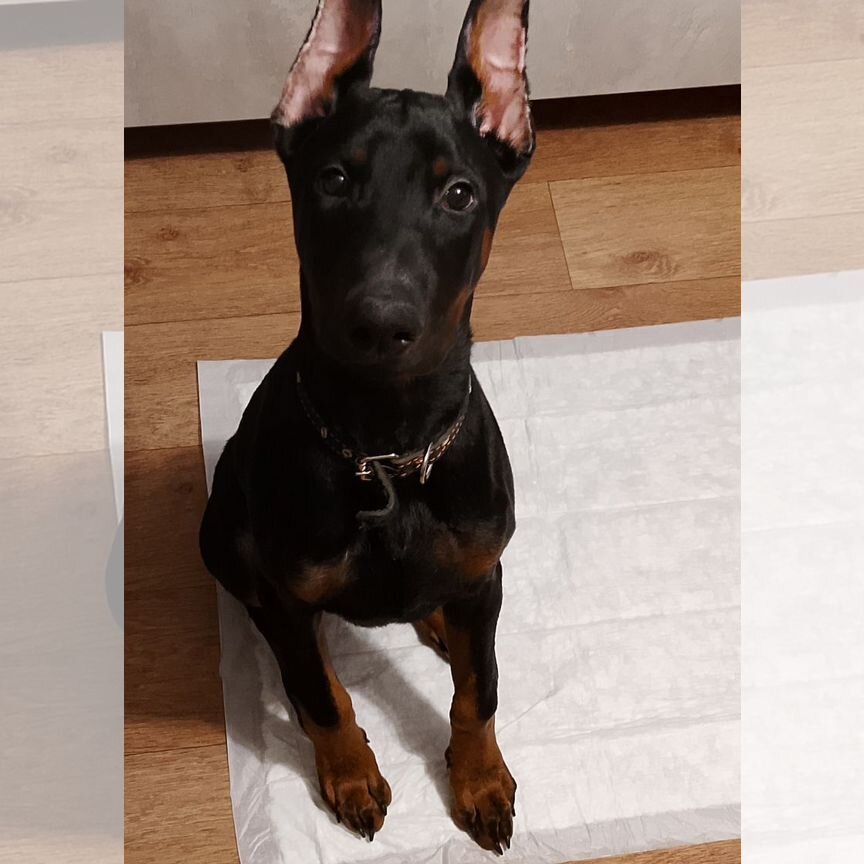 Доберман, щенок