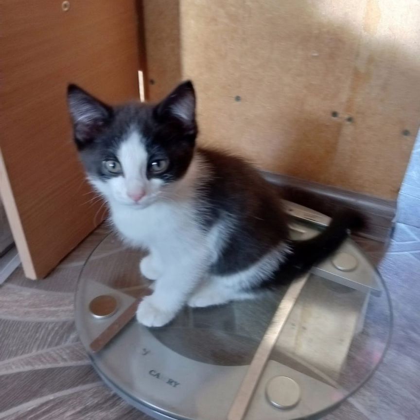 Котик в добрые руки