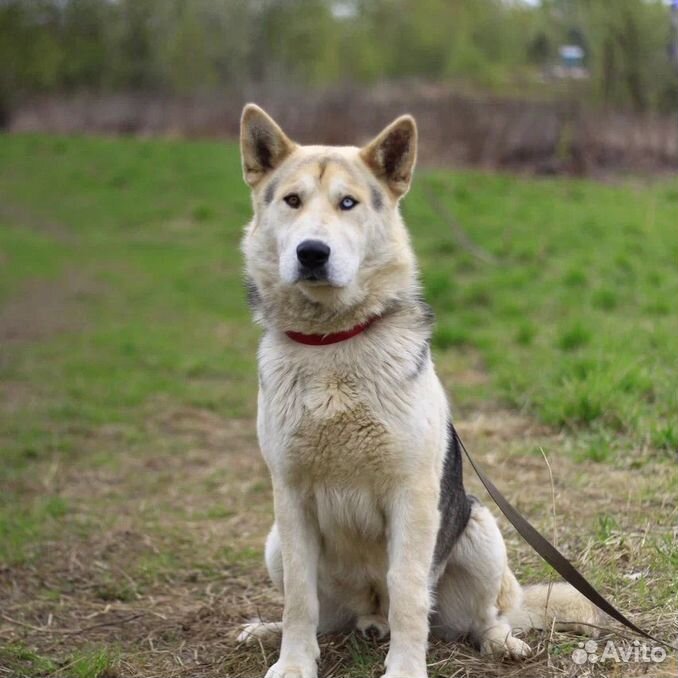 Метис хаски/маламута Вольт. в добрые рук