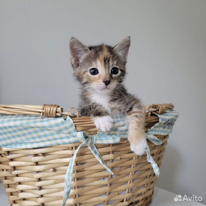 Маленькая Пуговка ищет дом