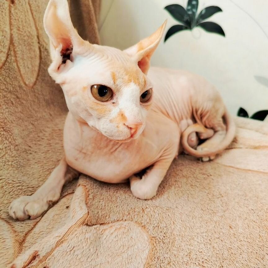 Кошка.Канадский сфинкс