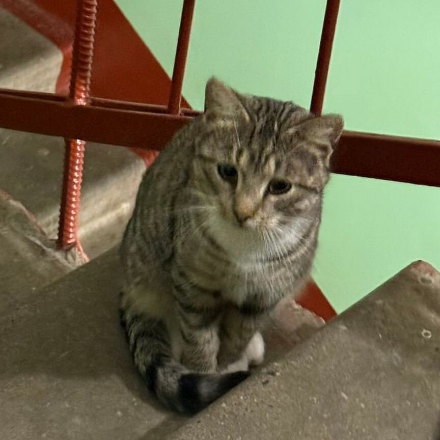 Котёнок в добрые руки