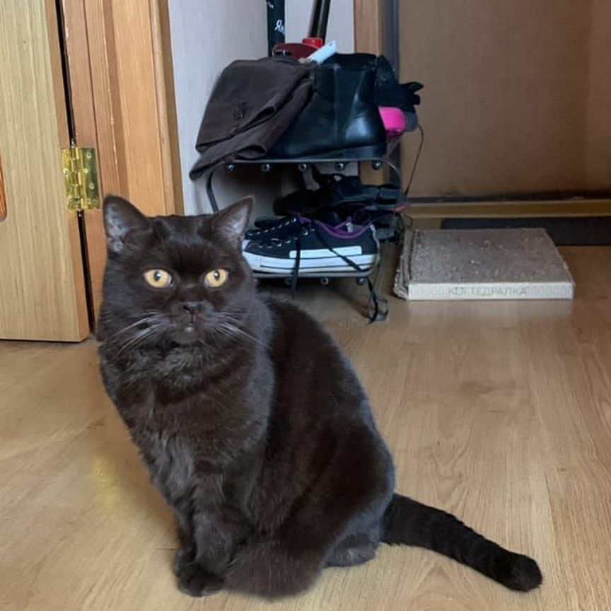 Шотландская прямоухая короткошёрстная, взрослая кошка